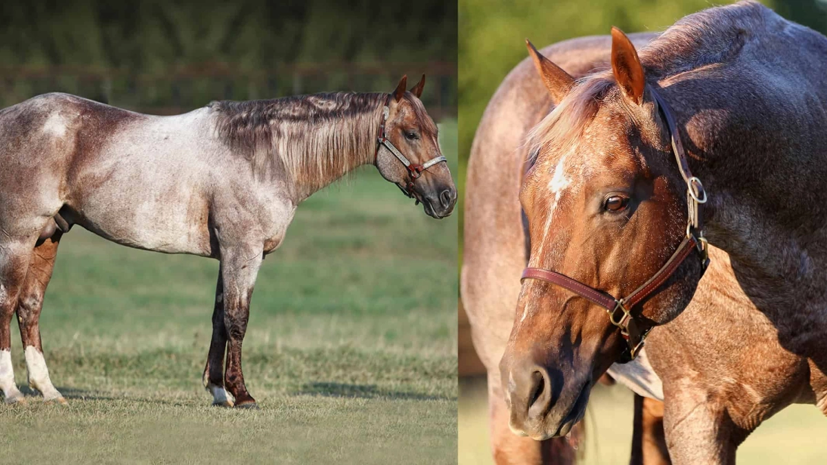 5 Fun Facts About Metallic Cat - COWGIRL Magazine