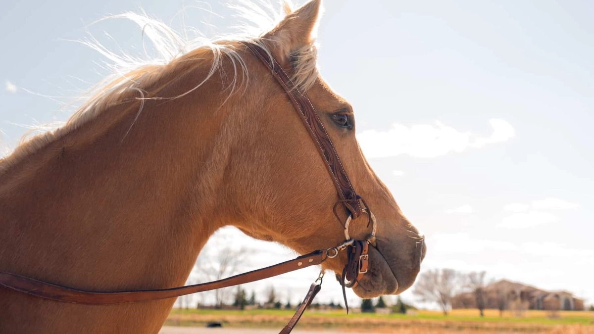 3 Ways To Get Your Horse Fit - COWGIRL Magazine