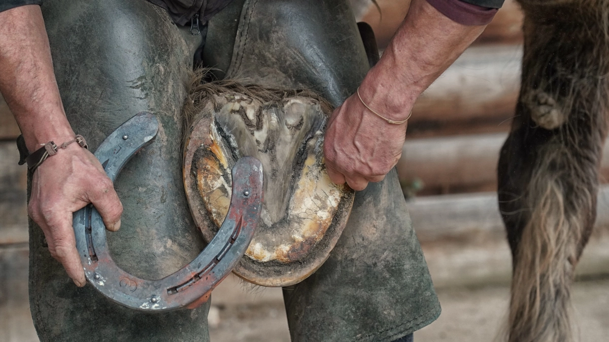 5 Tips For Holding Your Horse During A Farrier Visit - COWGIRL Magazine
