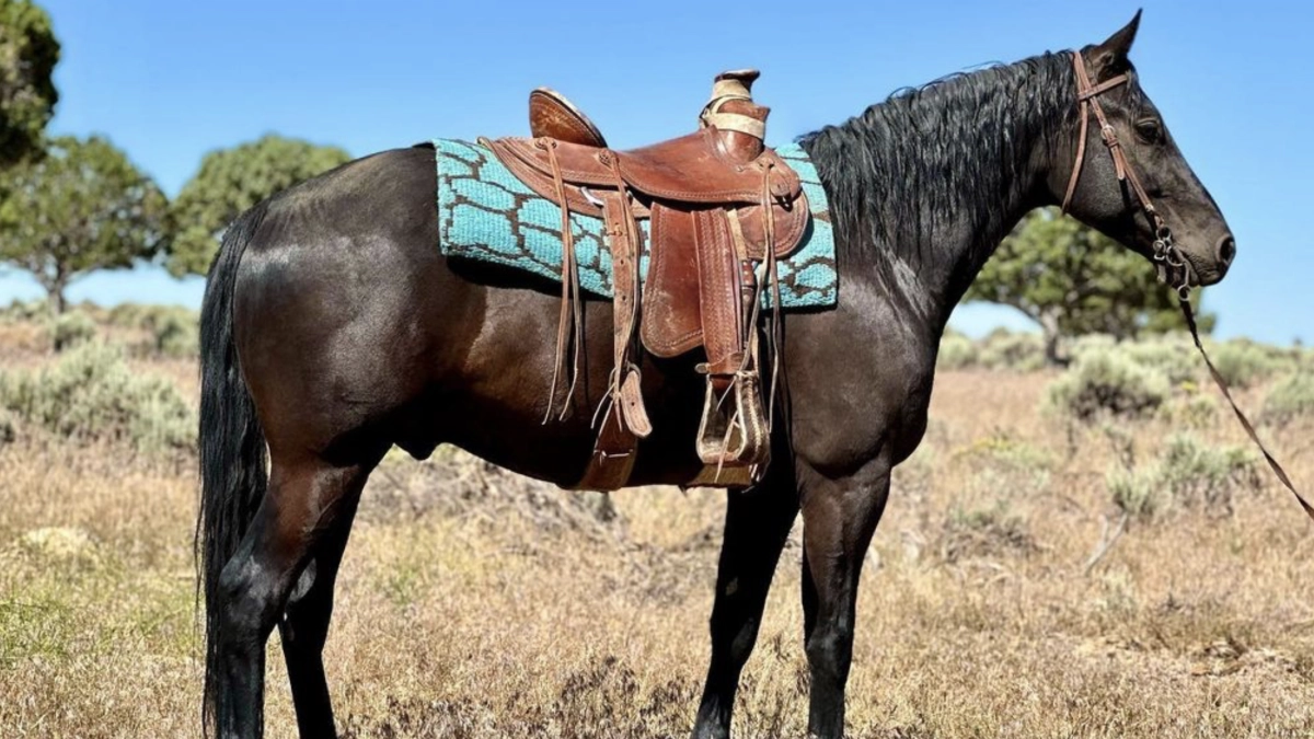 5 Fun Facts About Missouri Fox Trotters - COWGIRL Magazine