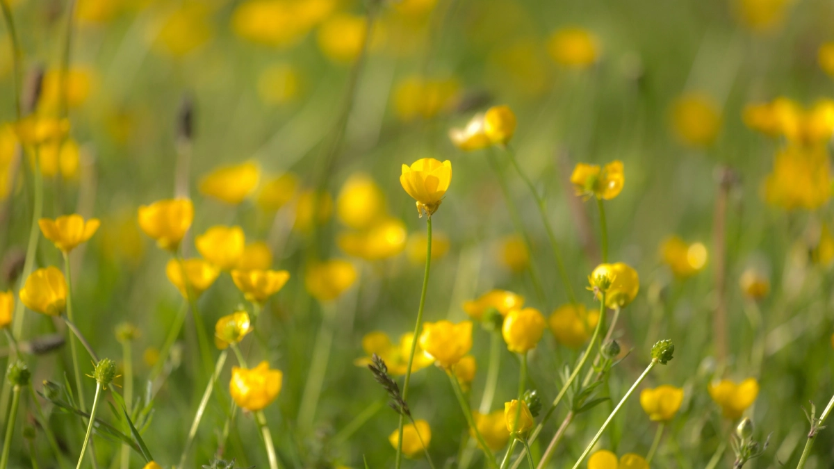 How Dangerous Are Buttercups?