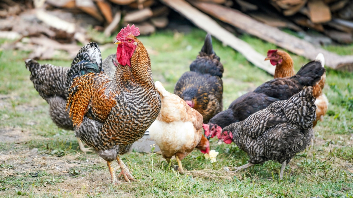 Control Bugs Naturally With Chickens