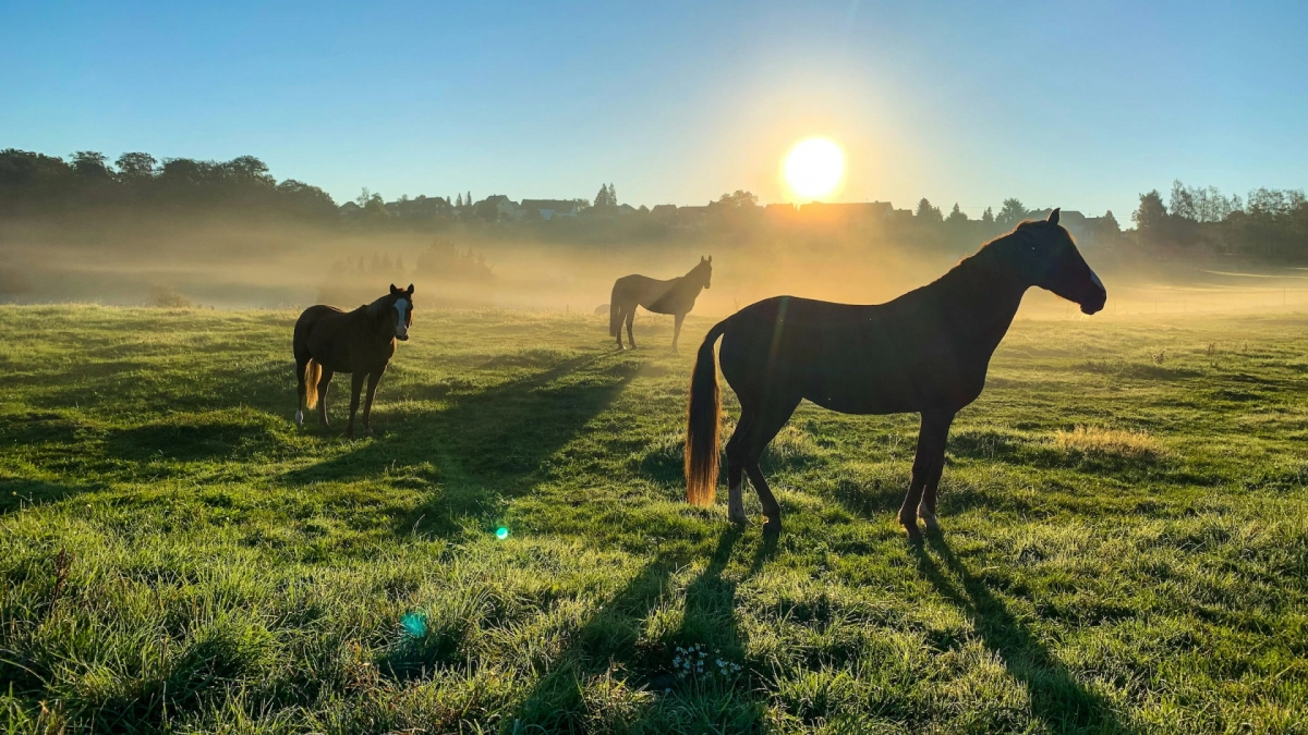 The Three Fs Of Horses