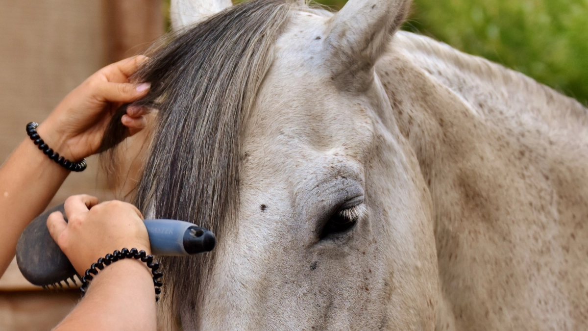 The Secret To Keeping Your Horse Looking Show Ready