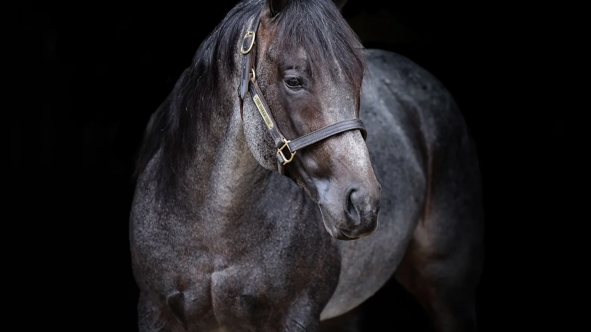 Carrying on the Legacy: Kolt Perkins and "The Darkk Side x SS Blacks ...