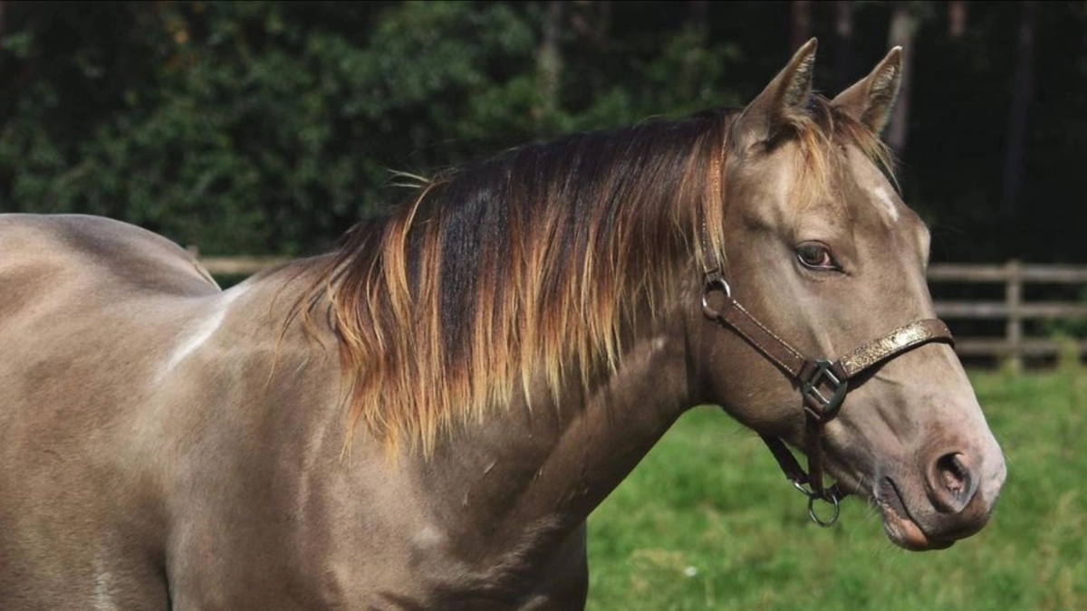 5 Fun Facts About The Rare Champagne Color