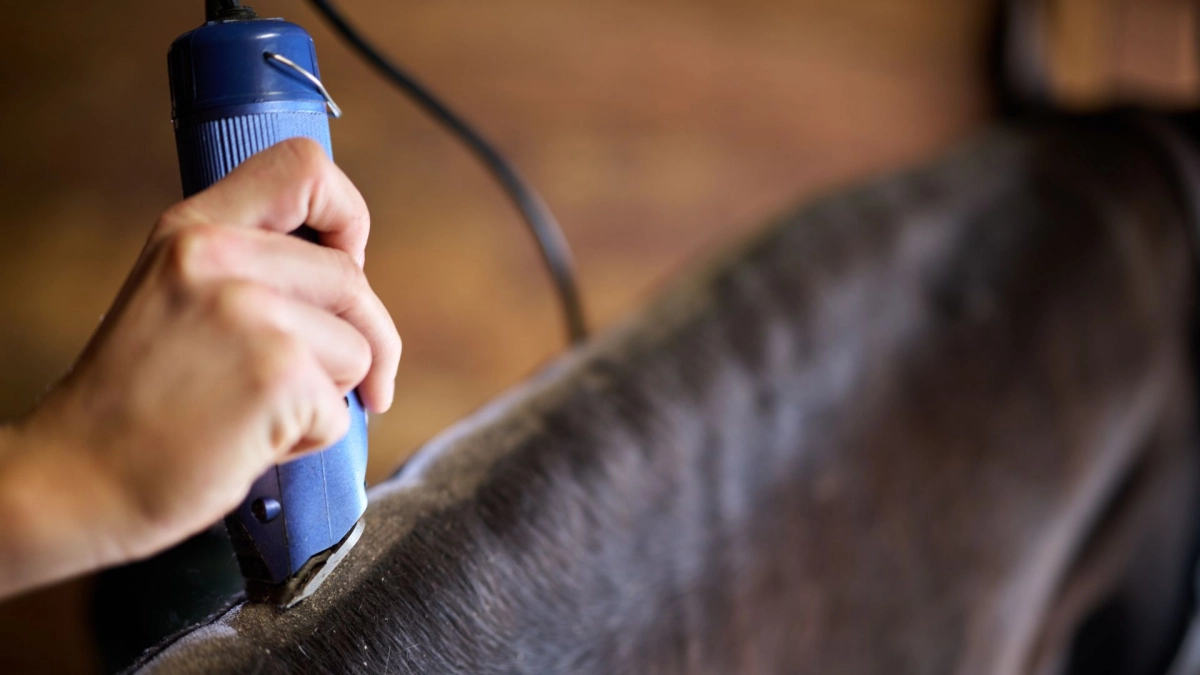 Rockin' The Roached Mane