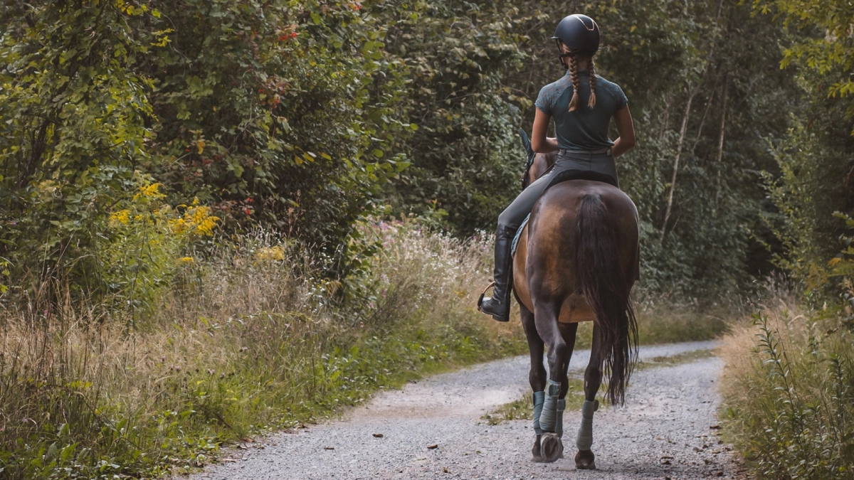 5 Fast Facts About German Riding Ponies