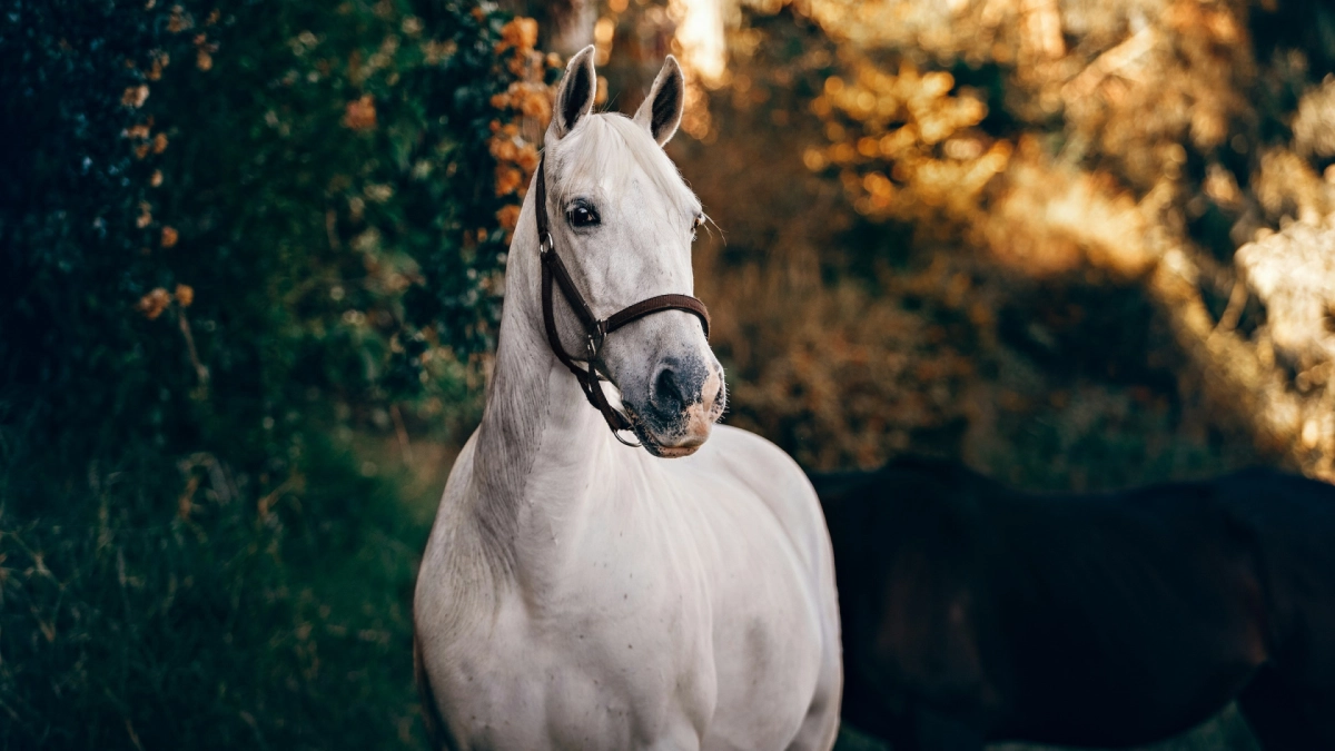 5 Fun Facts About Gray Horses