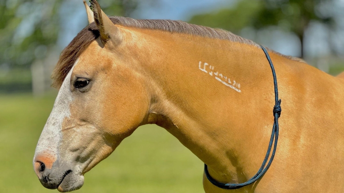 The Purpose Of A Neck Rope