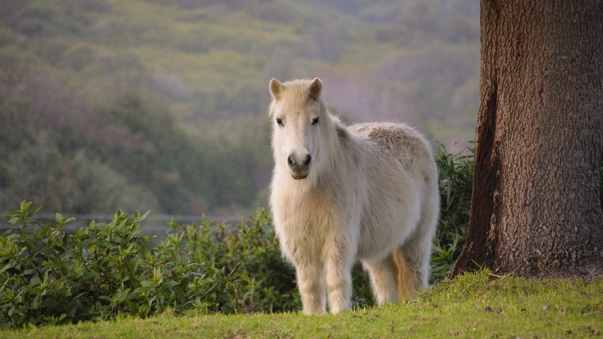 The Wild Ponies Of Grayson Highlands State Park