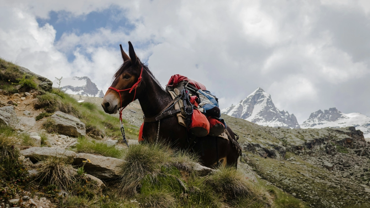 Meet The Mules & Horses Of The Forest Pack String