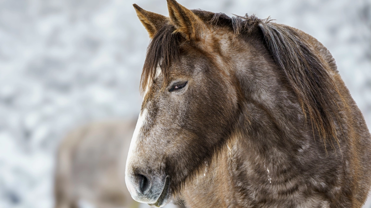 10 Winter Grooming Tips For Fuzzy Horses