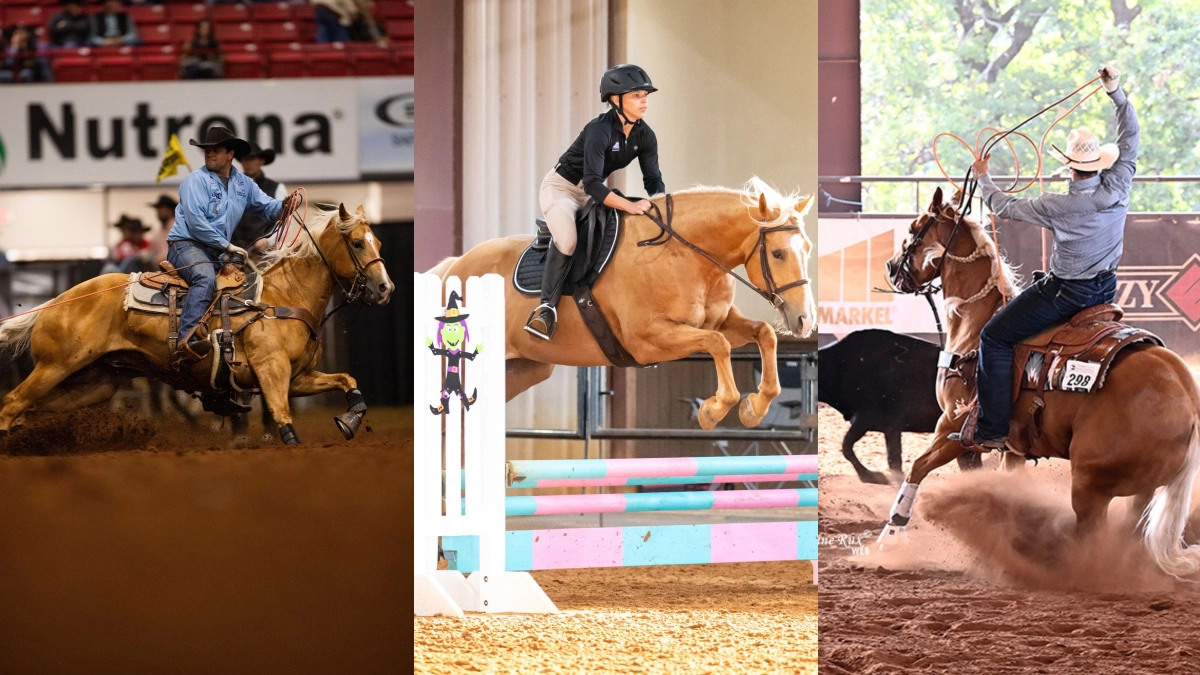 same horse different day