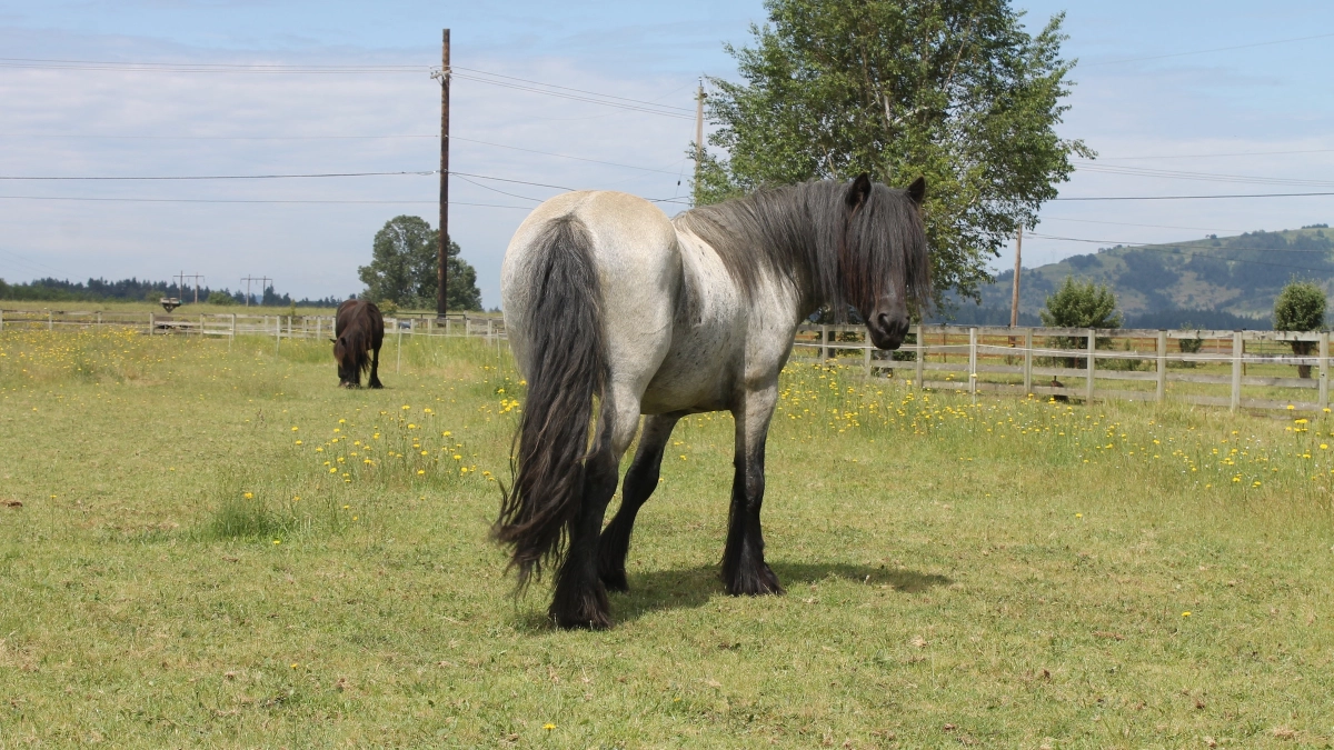 5 Fun Facts About The Dales Pony
