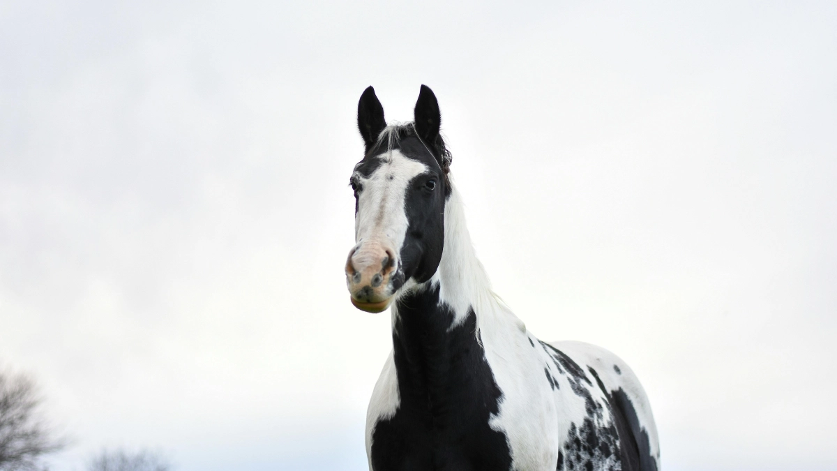 5 Fun Facts About The American Paint Horse Association