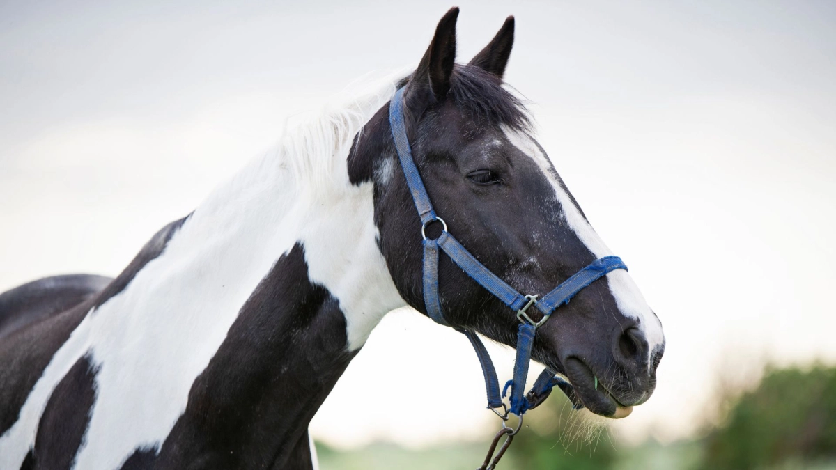 What Is A Piebald Horse?