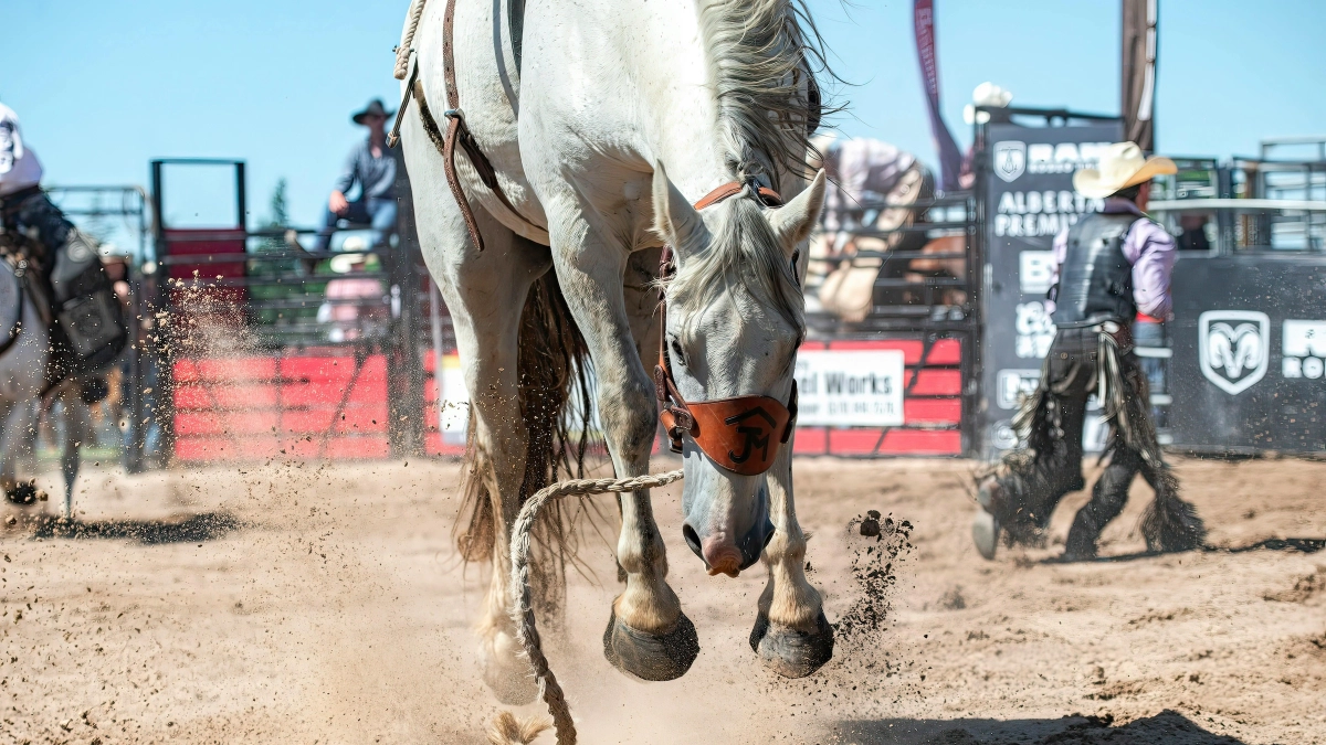 5 Fun Facts About Saddle Bronc Riding