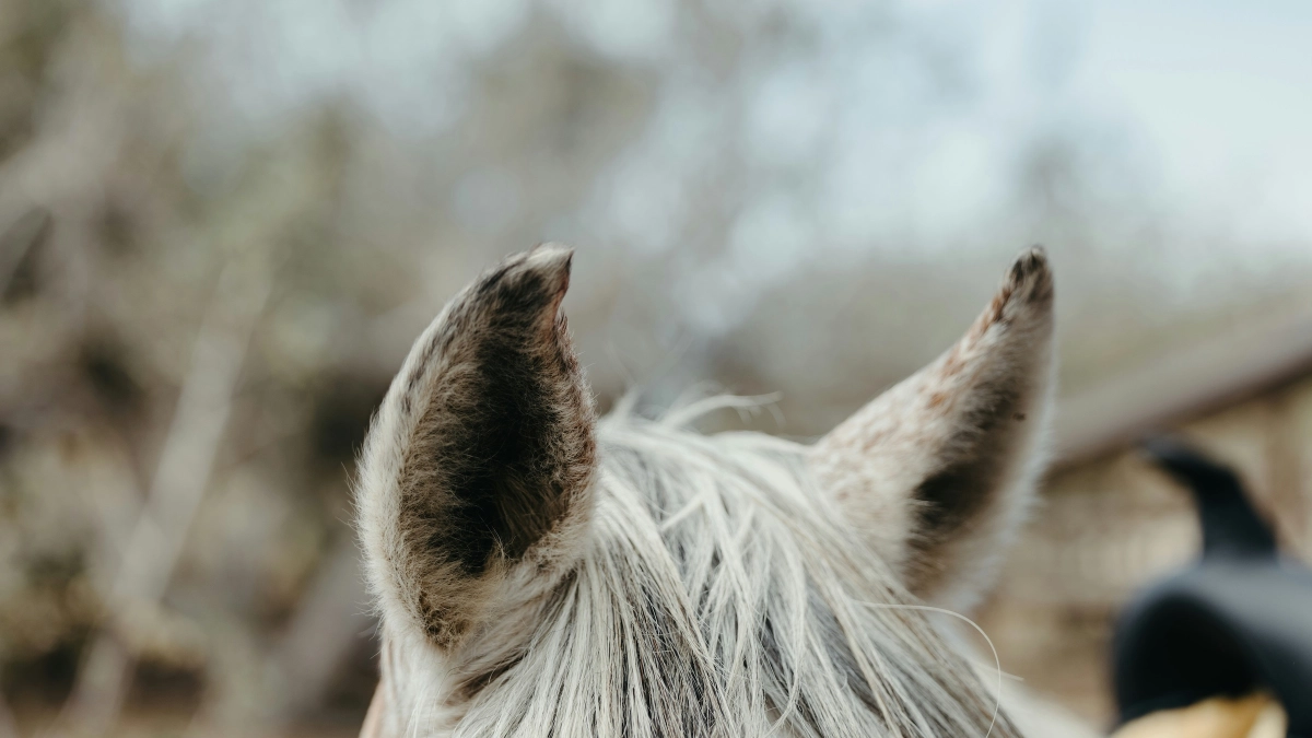 3 Reasons A Horse Is Fearful