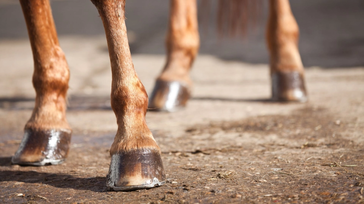 Teaching Your Horse To Lift Their Hooves