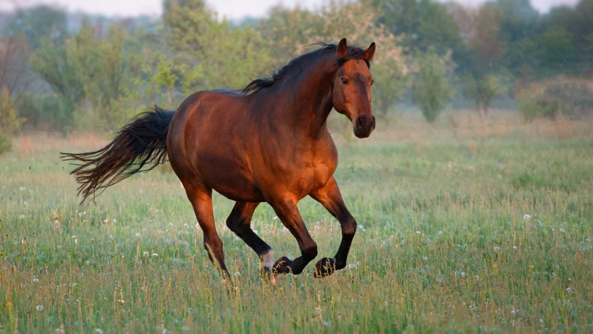 5 Characteristics Of An Appendix Horse