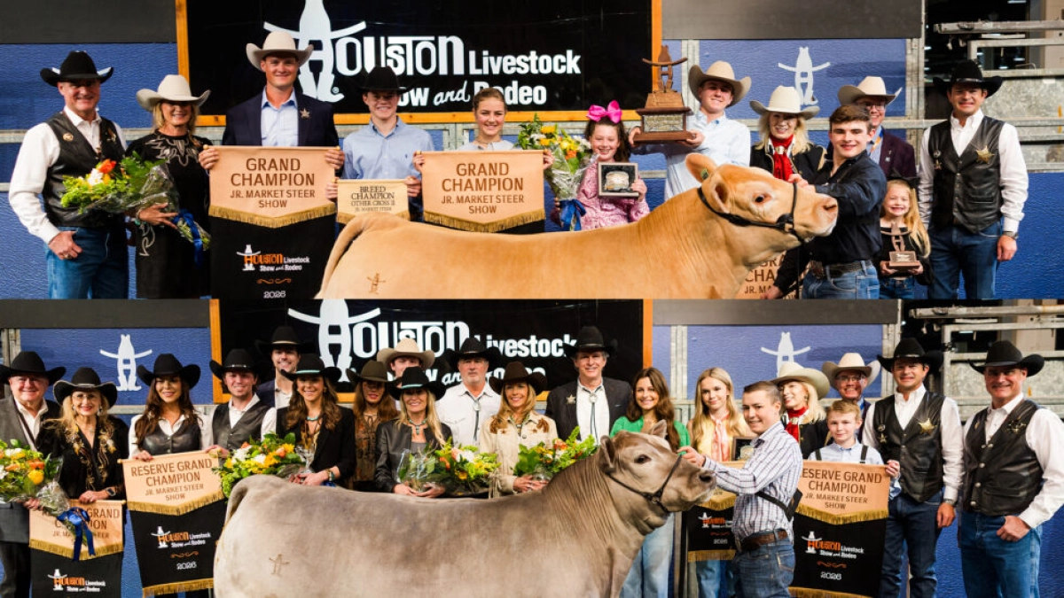 Grand Champion Steer Sells For Record $1.5 Million At 2026 Houston ...