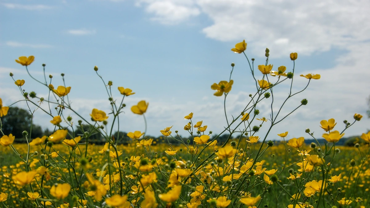 5 Poisonous Flowers To Eliminate In Your Horse’s Pasture
