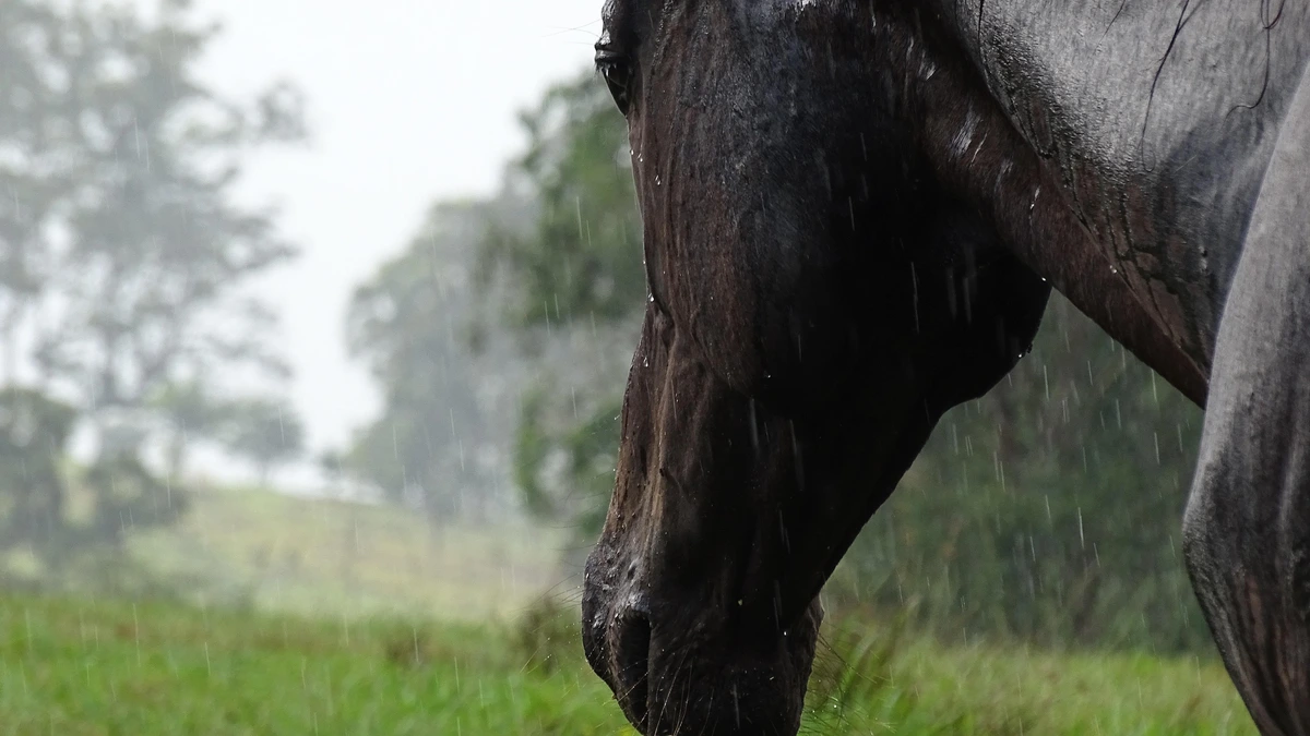 10 Horse Care Tips For Heavy Rain