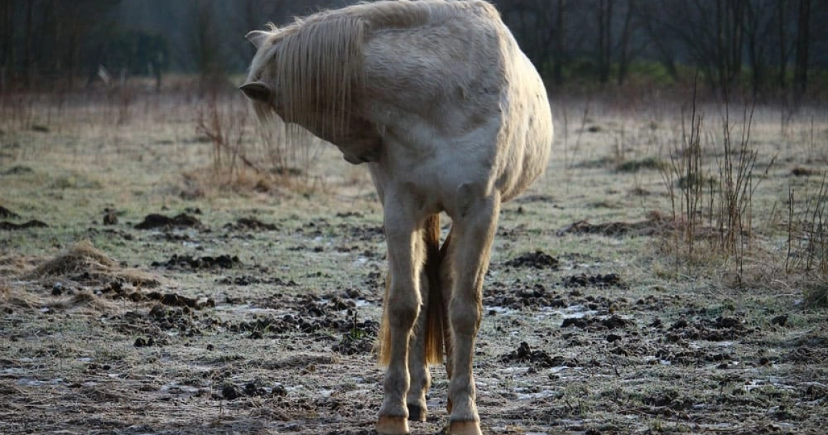 6 Tips For Preventing Cold Weather Colic - COWGIRL Magazine
