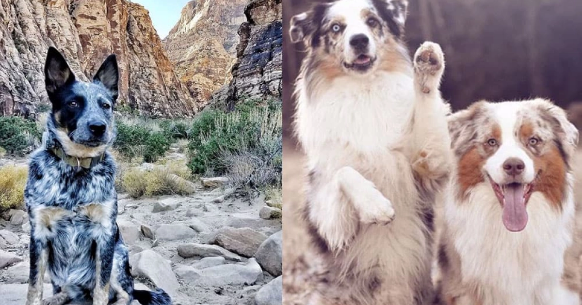 Four Fantastic Breeds Of Cow Dogs