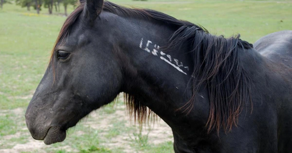 How To Read A BLM Mustang Freeze Brand - COWGIRL Magazine