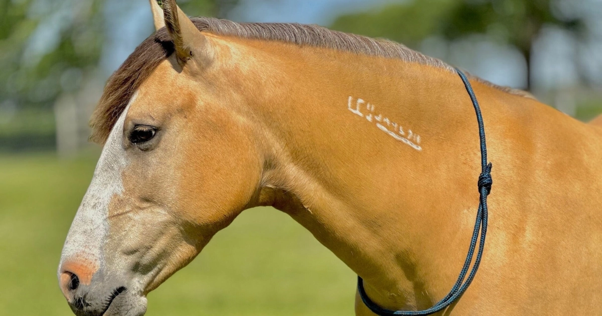 The Purpose Of A Neck Rope