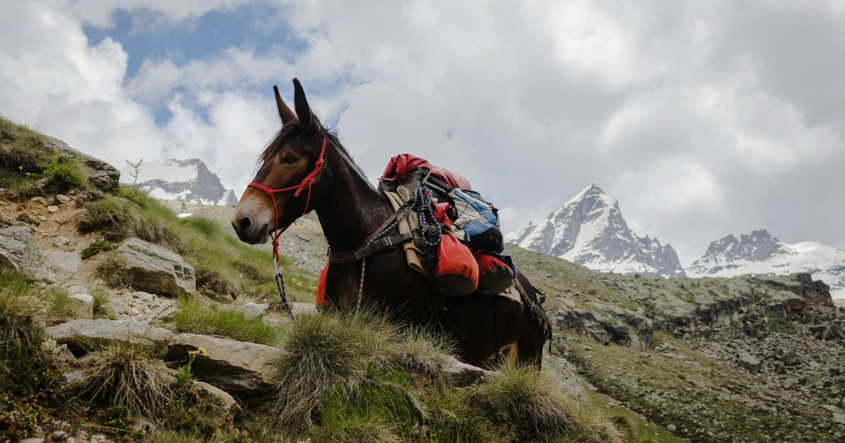 Meet The Mules & Horses Of The Forest Pack String