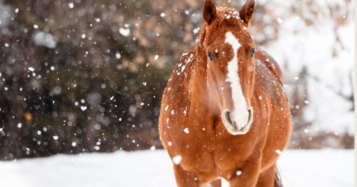 Easy Hack To Keep Water Troughs From Freezing - COWGIRL Magazine
