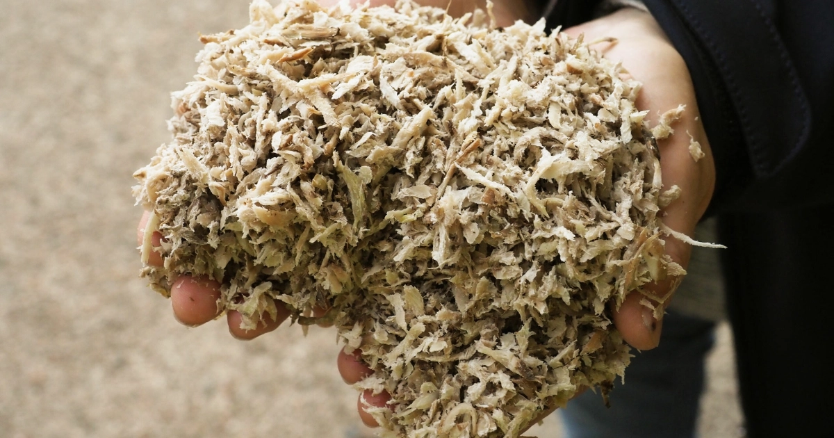 How To Feed Your Horse Beet Pulp