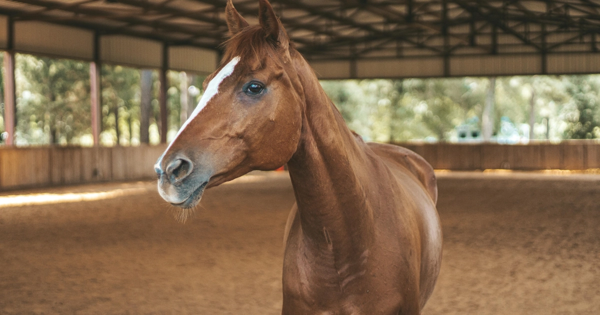 An Introduction To Long Reining Your Horse