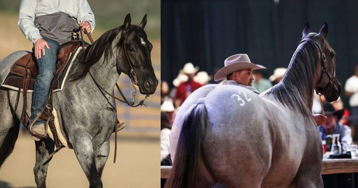 History-Making Moment: Highest Selling Performance Horse Brings $1.7 ...