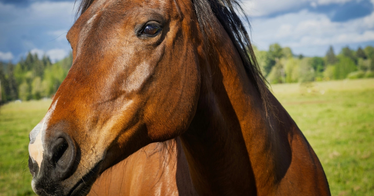 Quarter Horse Speed: How Fast Can They Run?
