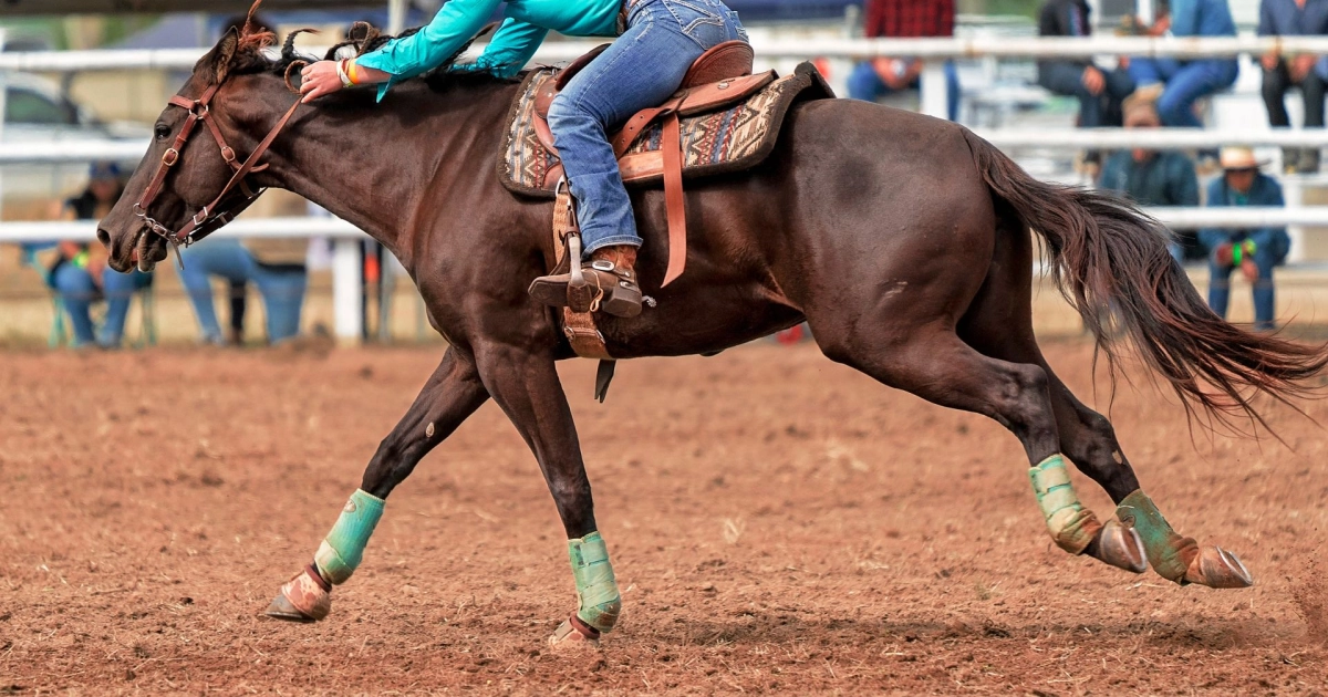 How To Choose The Best Tack Color For Your Horse