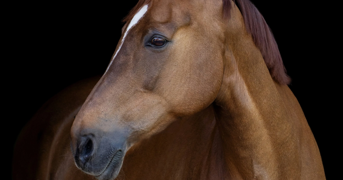 How AI Impacts The Horse Industry