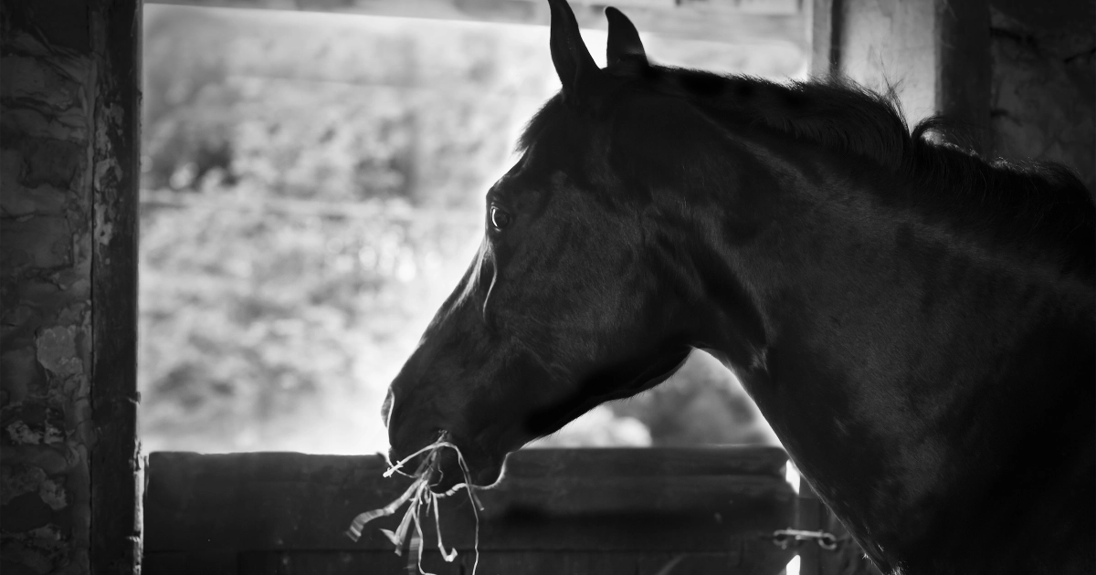 Winter Respiratory Care For Horses