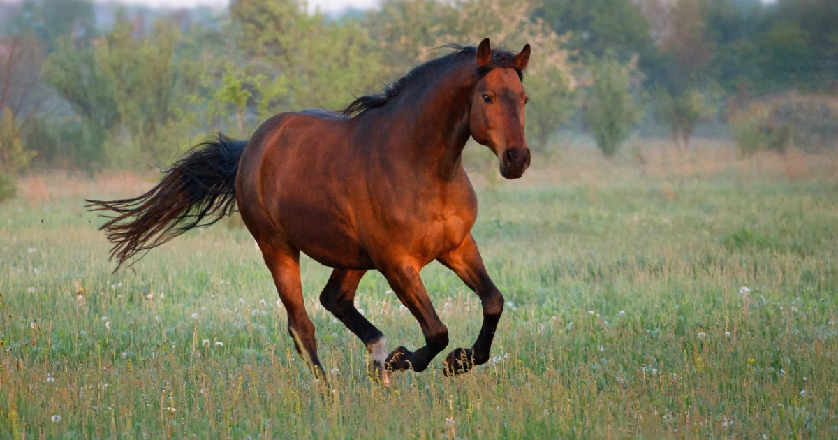 5 Characteristics Of An Appendix Horse