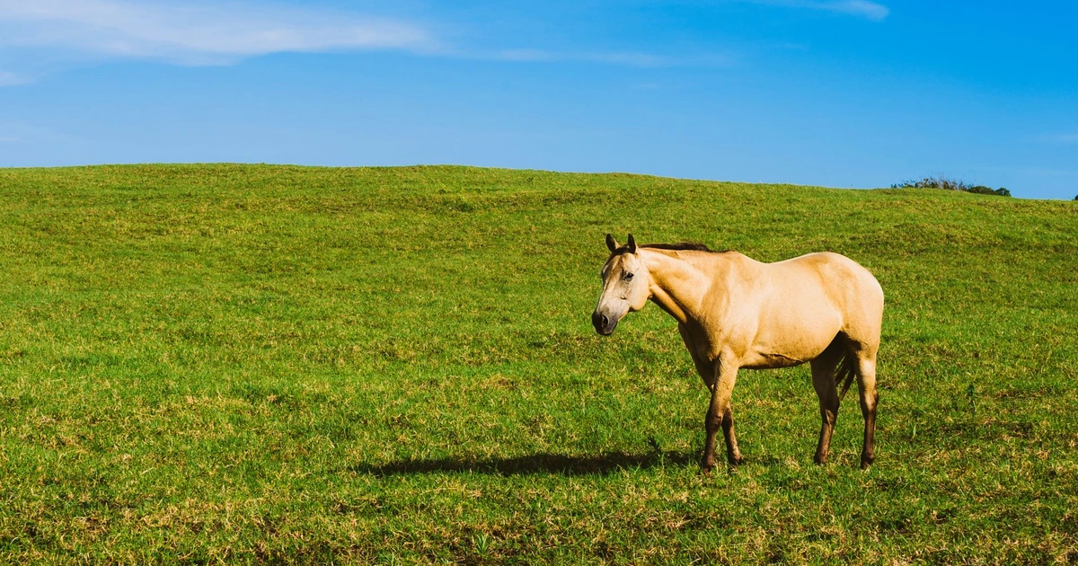 How To Make Spring Pasture Last Longer