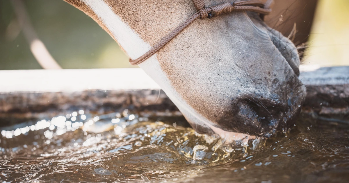 Easy Homemade Electrolyte Recipe For Your Horse