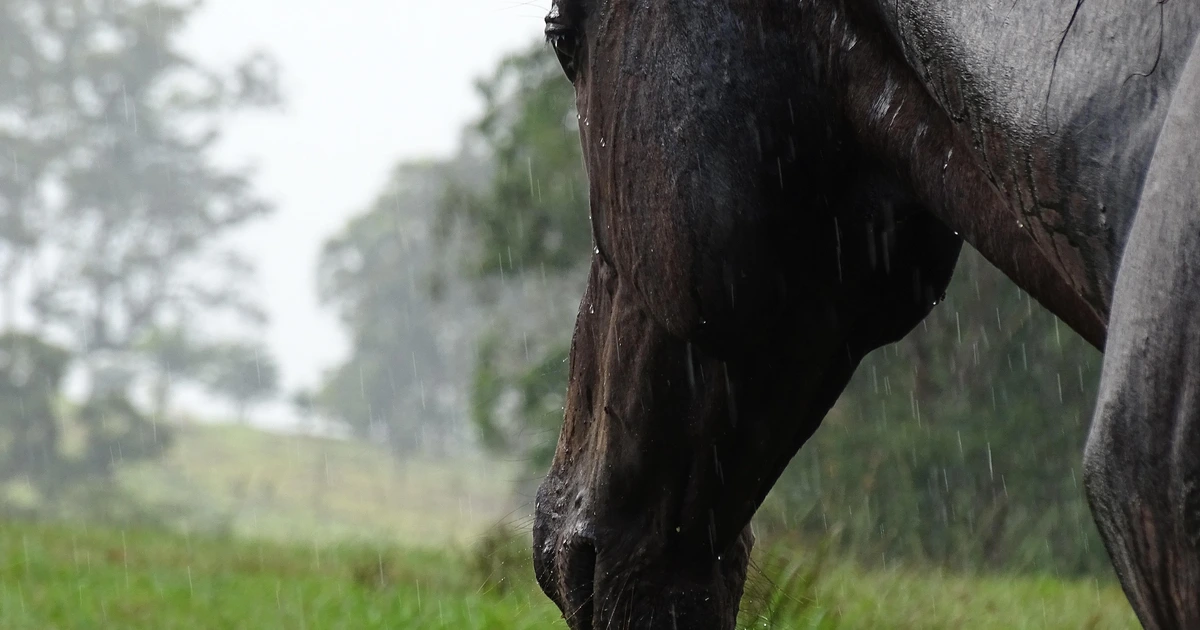 10 Horse Care Tips For Heavy Rain