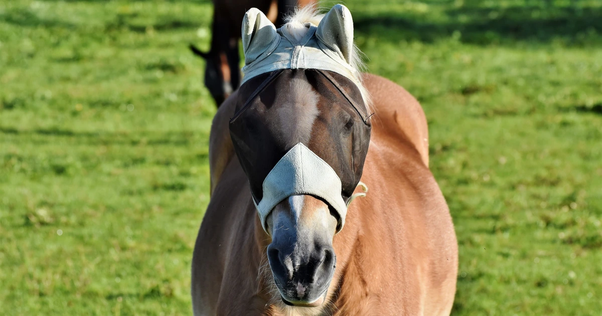 Getting Your Horse Comfortable Wearing A Fly Mask