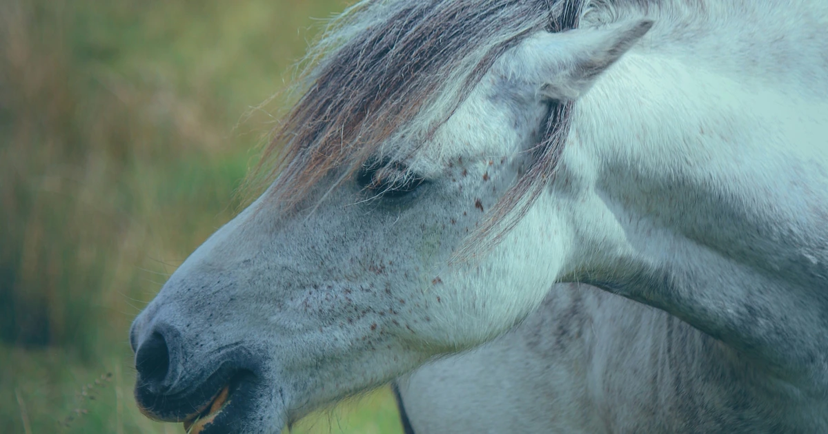 How To Handle Aggressive Horse Behavior