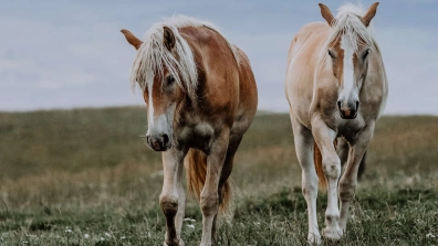 These Horse Breeds Dominate The Rodeo Scene - COWGIRL Magazine