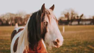 These Horse Breeds Dominate The Rodeo Scene - COWGIRL Magazine