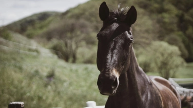 These Horse Breeds Dominate The Rodeo Scene - COWGIRL Magazine